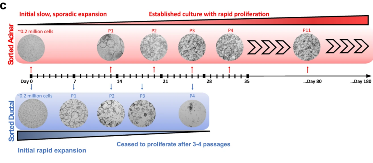 UT Health San Antonio creates innovative organoid for advancing ...